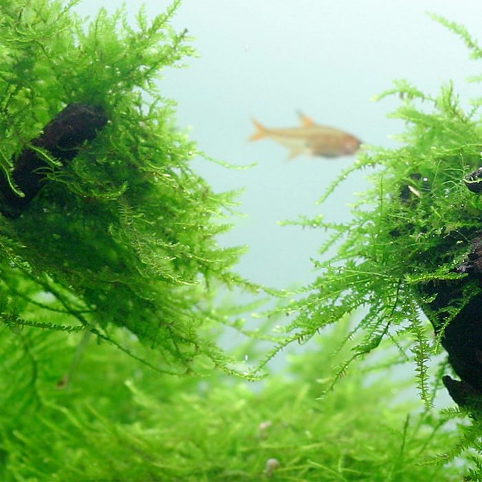 Musgos para tu acuario - Gamberos