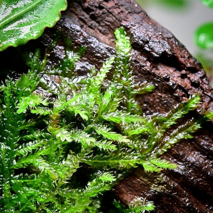 Musgo de Java (Taxiphyllum Barbieri) - Gamberos